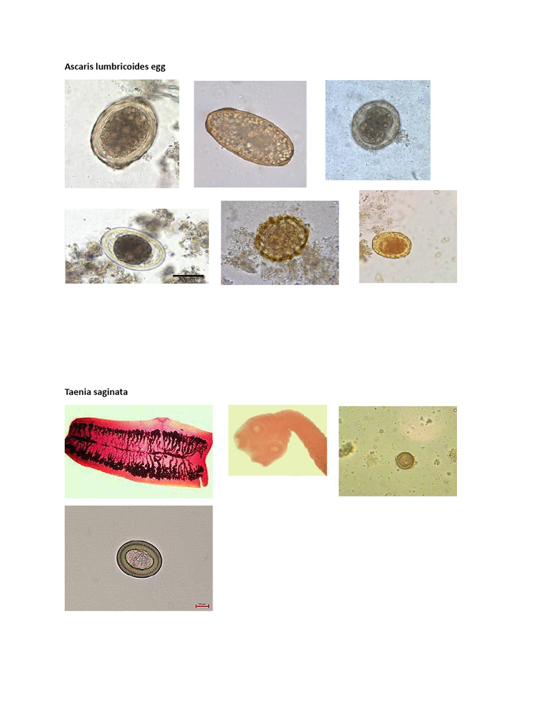 PARASITE | PDF | Science & Mathematics