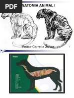 Aula 01 - EIXOS E PLANOS | PDF | Pé | Anatomia