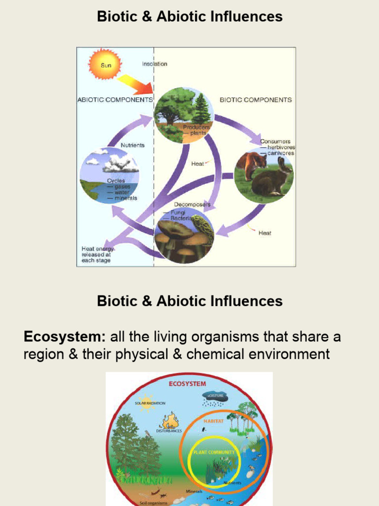 Biotic and Abiotic Ecosystem Factors | PDF | Ecosystem | Soil