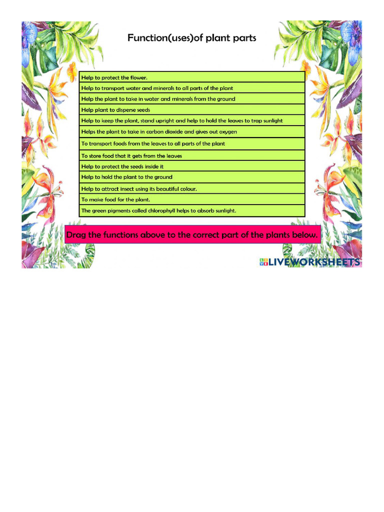 Parts of The Plant and Their Functions 4 | PDF