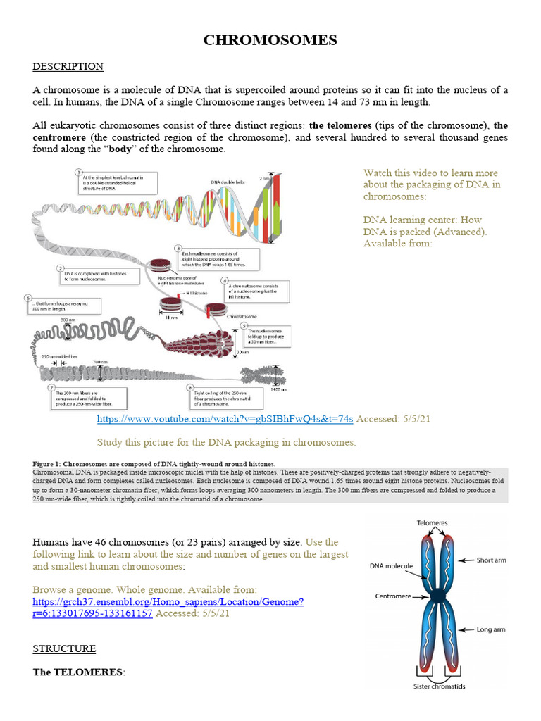 2. Chromosomes Worksheet copy | PDF | Chromosome | Ploidy