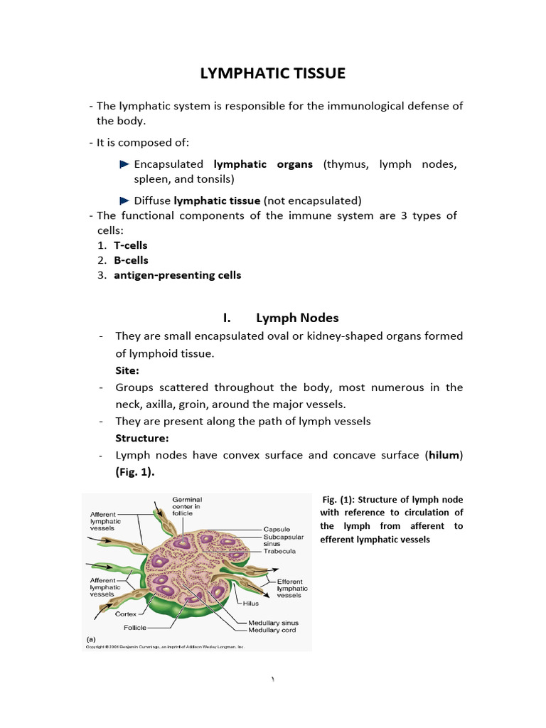 Self Study, Lymphatic Sys | PDF | Lymph Node | Lymphatic System