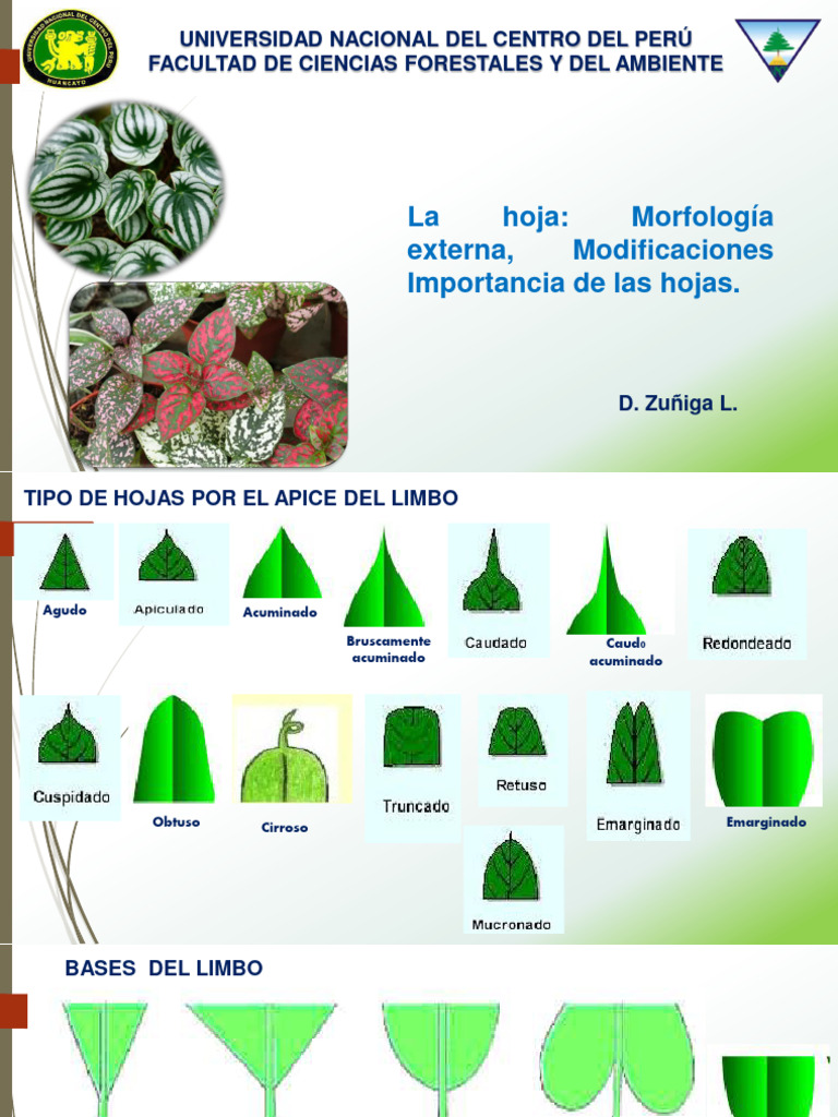 Hojas Modificaciones | PDF