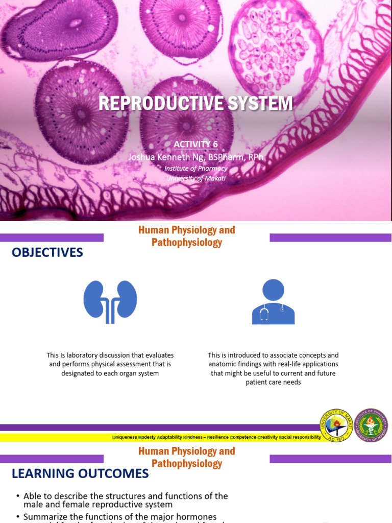 Lab 6- Male and Female Reproductive | PDF | Menstrual Cycle ...