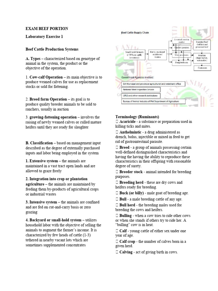 Exam Beef Portion | Download Free PDF | Cattle | Inbreeding