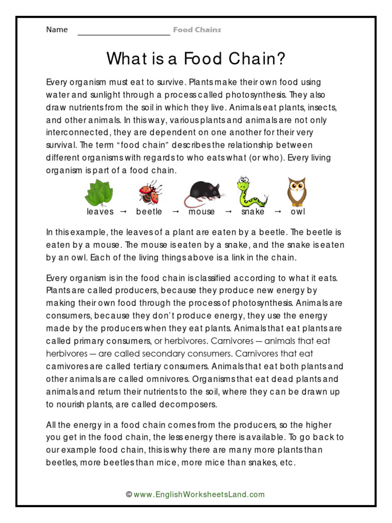 What Is A Food Chain? | PDF