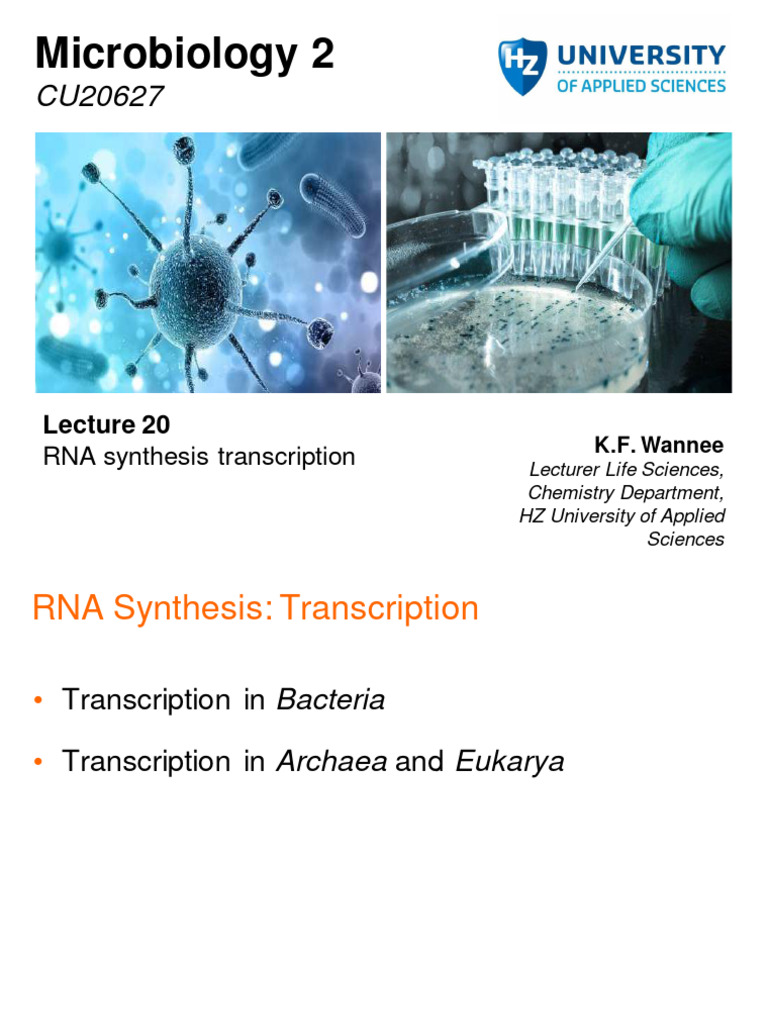 Lecture 20, RNA Synthesis Transcription | PDF | Rna | Directionality ...