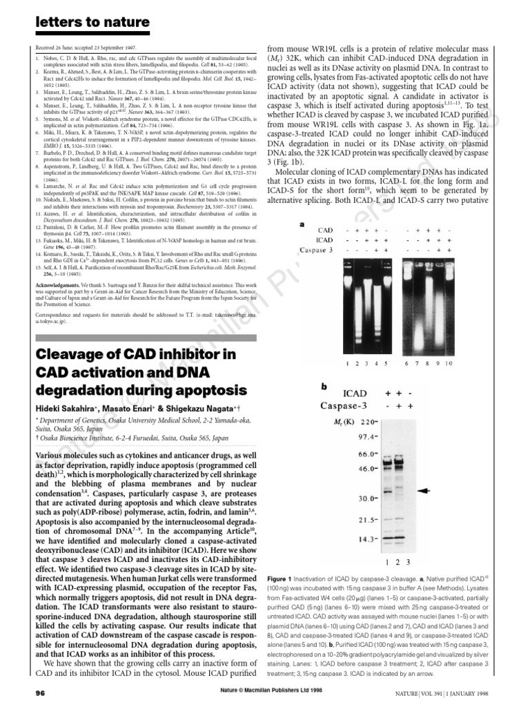 Cad Apop Pdf Apoptosis Life Sciences