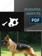 Anatomía Del Hueso Del Húmero Del Perro AnatomyLearner - El Lugar para ...