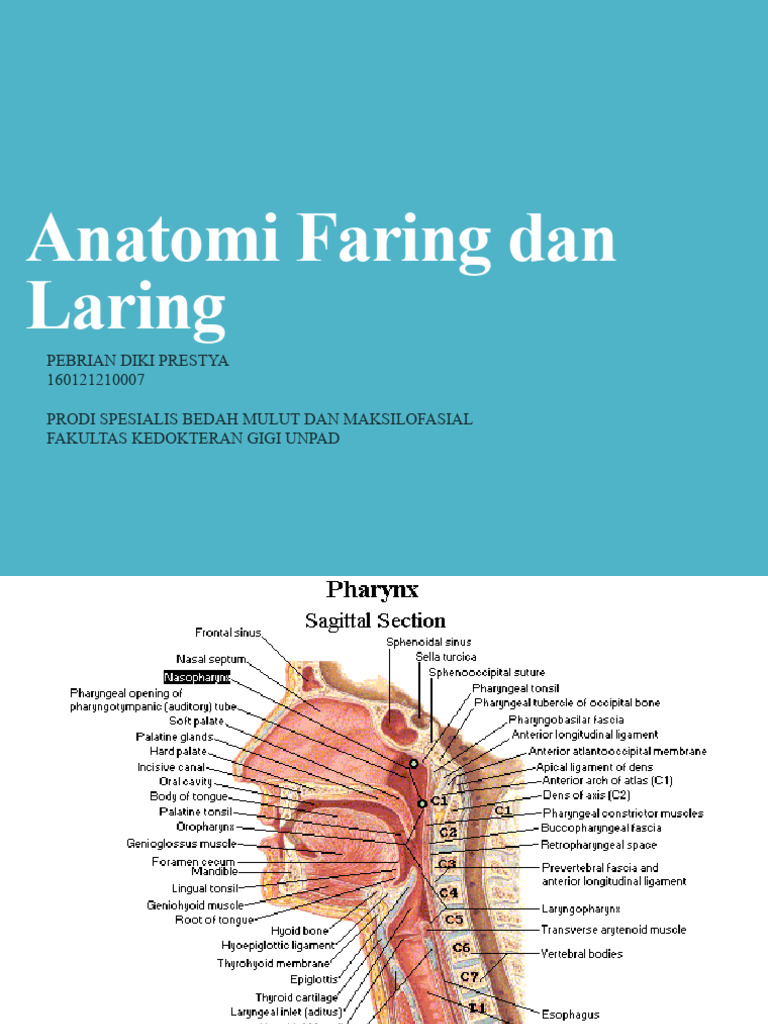 Pebrian Diki - Anatomi Laring Dan Faring | PDF | Sains & Matematika
