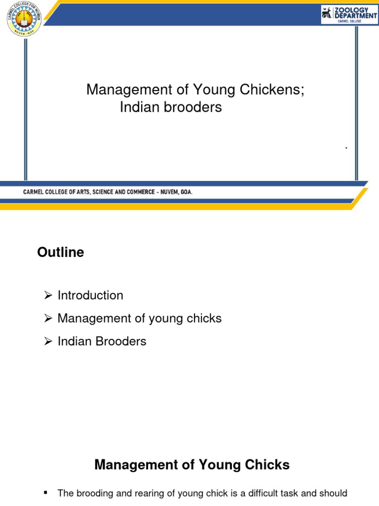 Management of Young Chickens | PDF | Chicken