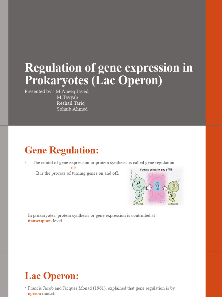 Regulation of Gene Expression in Prokaryotes (Lac Operon) | PDF ...
