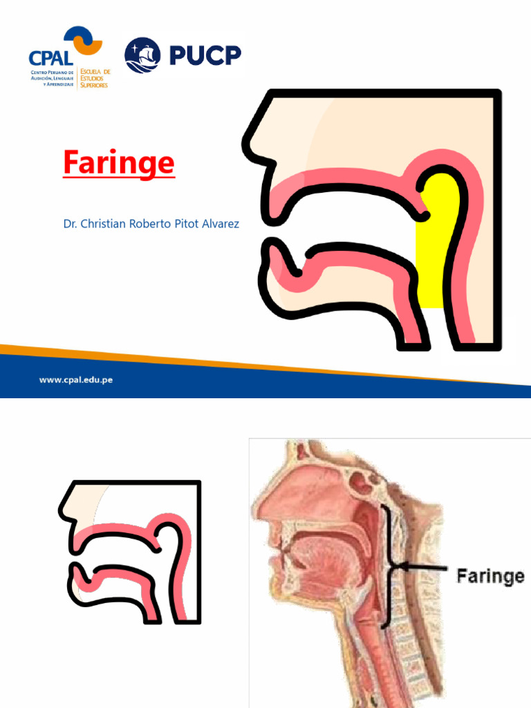 Clase 8 - Afcc - 2023 | PDF | Laringe | Esófago
