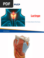 FARINGE y LARINGE - Anatomía II, Veterinaria | PDF | Laringe ...