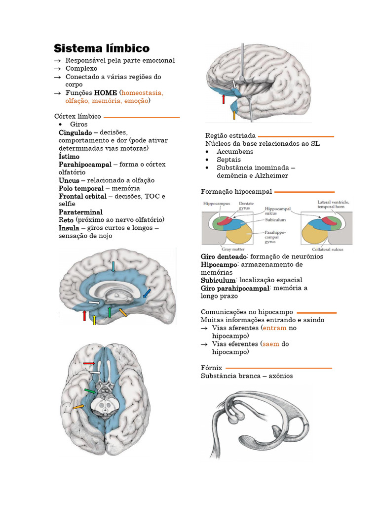 Sistema Límbico | PDF
