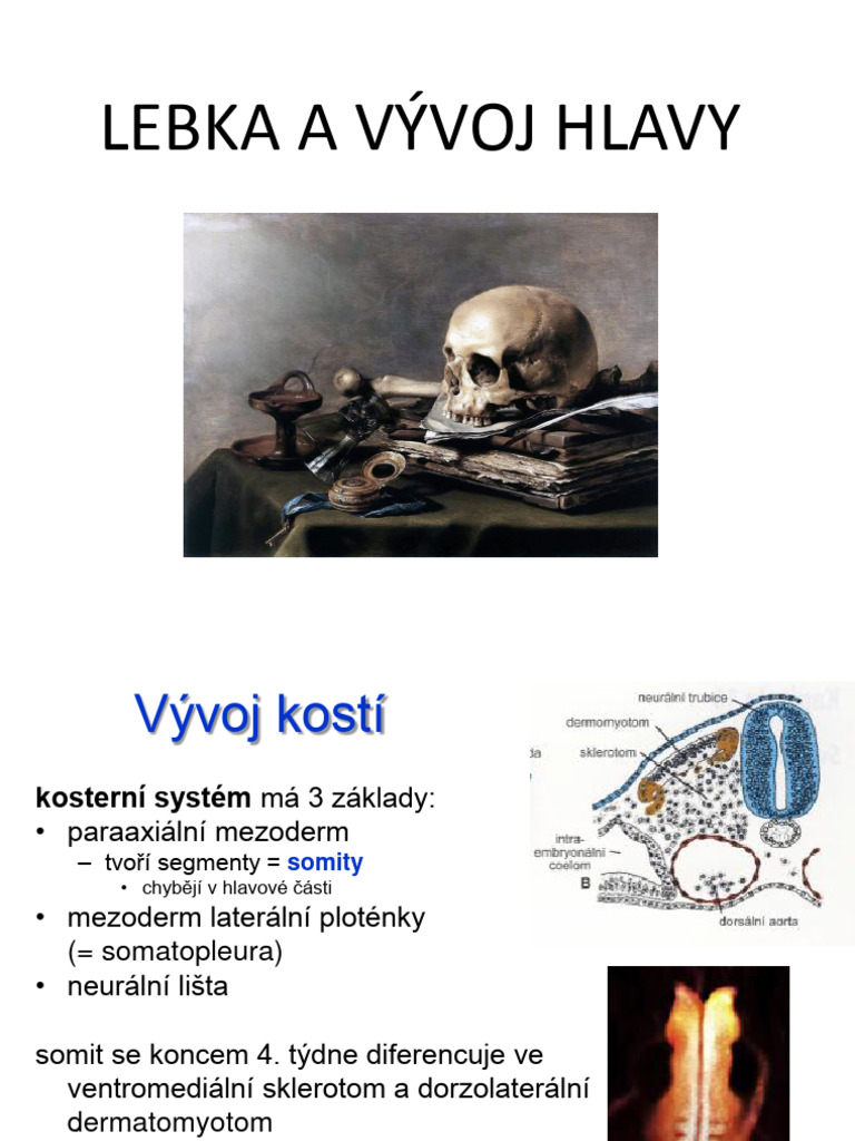 Lebka | PDF