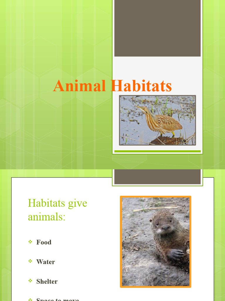 Animal Habitats Powerpoint | PDF