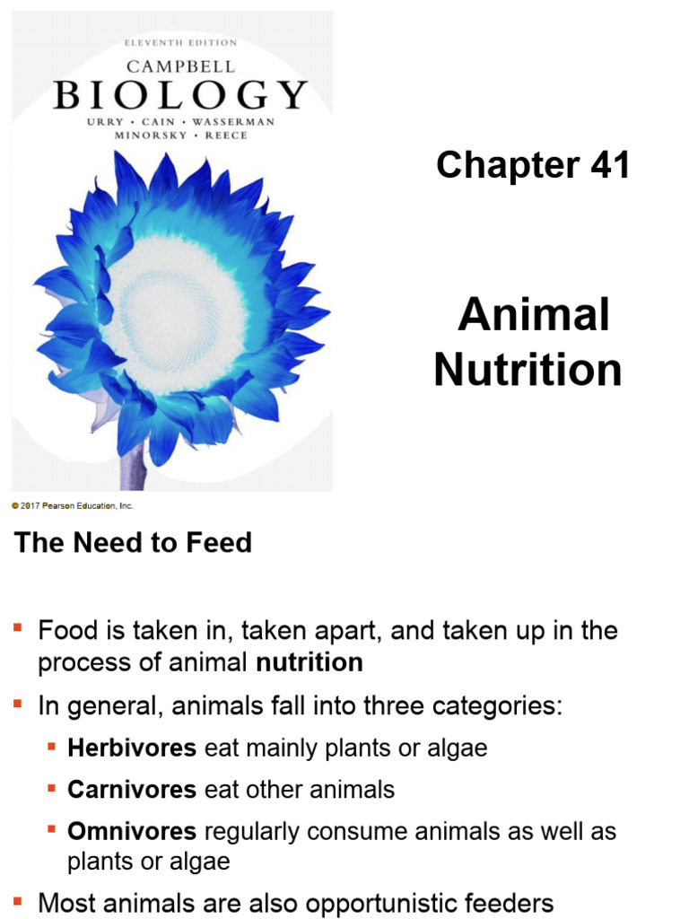 Animal Nutrition Essentials | PDF | Digestion | Stomach