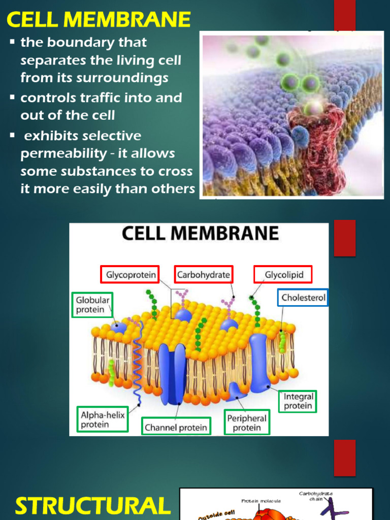 Structural Components of Cell Membrane | PDF | Cell Membrane | Cell ...