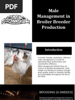 Broiler Farming Handbook: Essential Guide | PDF | Broiler | Poultry Farming