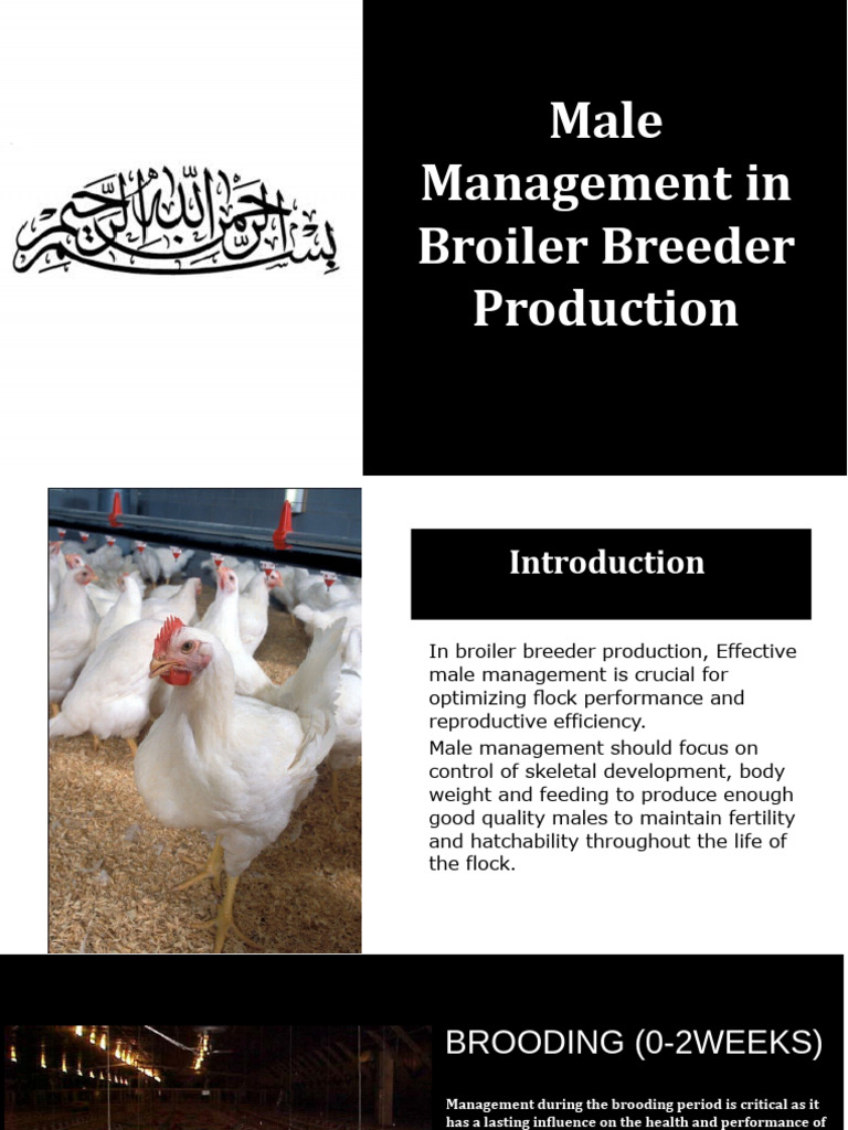Male Management in Broiler Breeders | PDF | Birds | Broiler