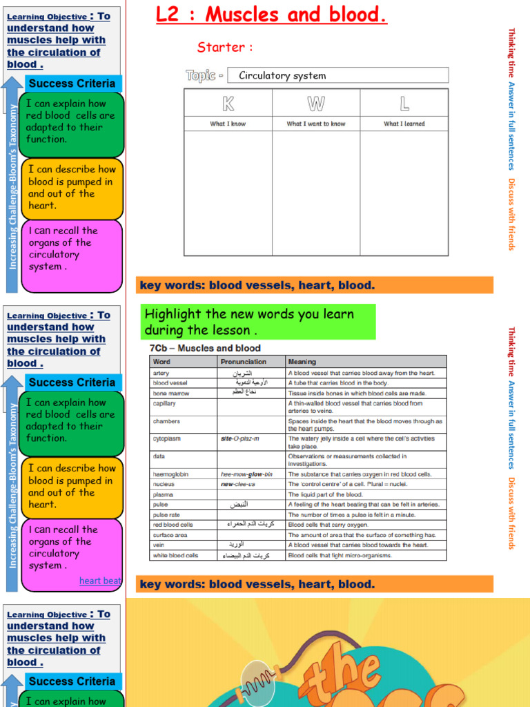 L2 Muscles-And-Blood 1 2 | PDF | Circulatory System | Heart