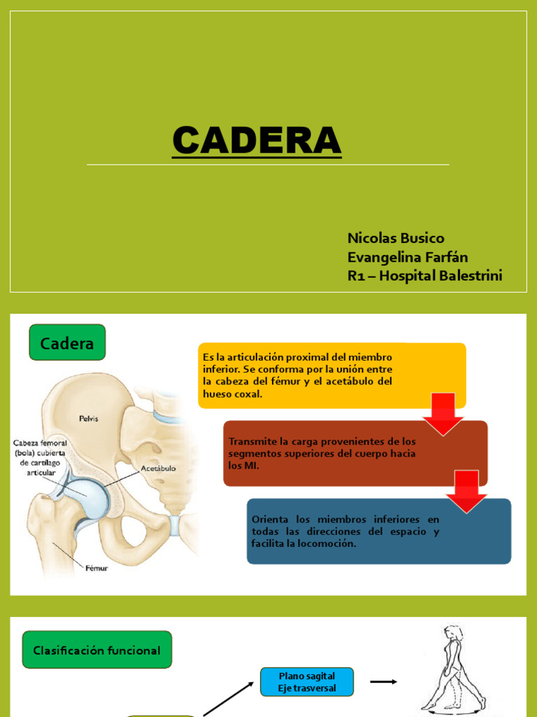 Cadera | PDF | Articulación | Anatomía humana
