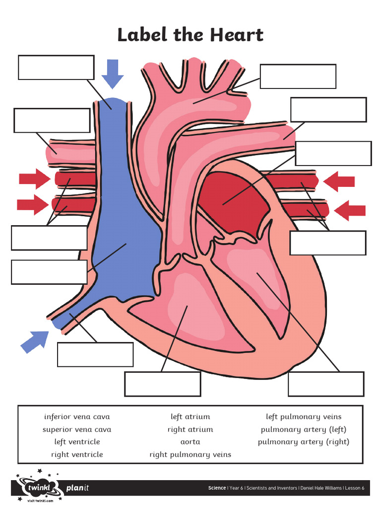 Label The Heart Activity Sheet | PDF