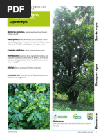 Mangle Blanco | PDF | Mangle | Arboles