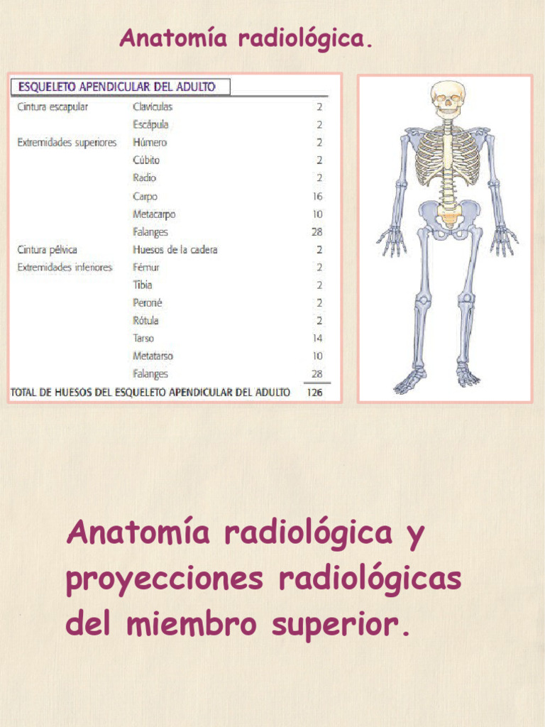 Proyecciones MMSS | PDF | Mano | Codo