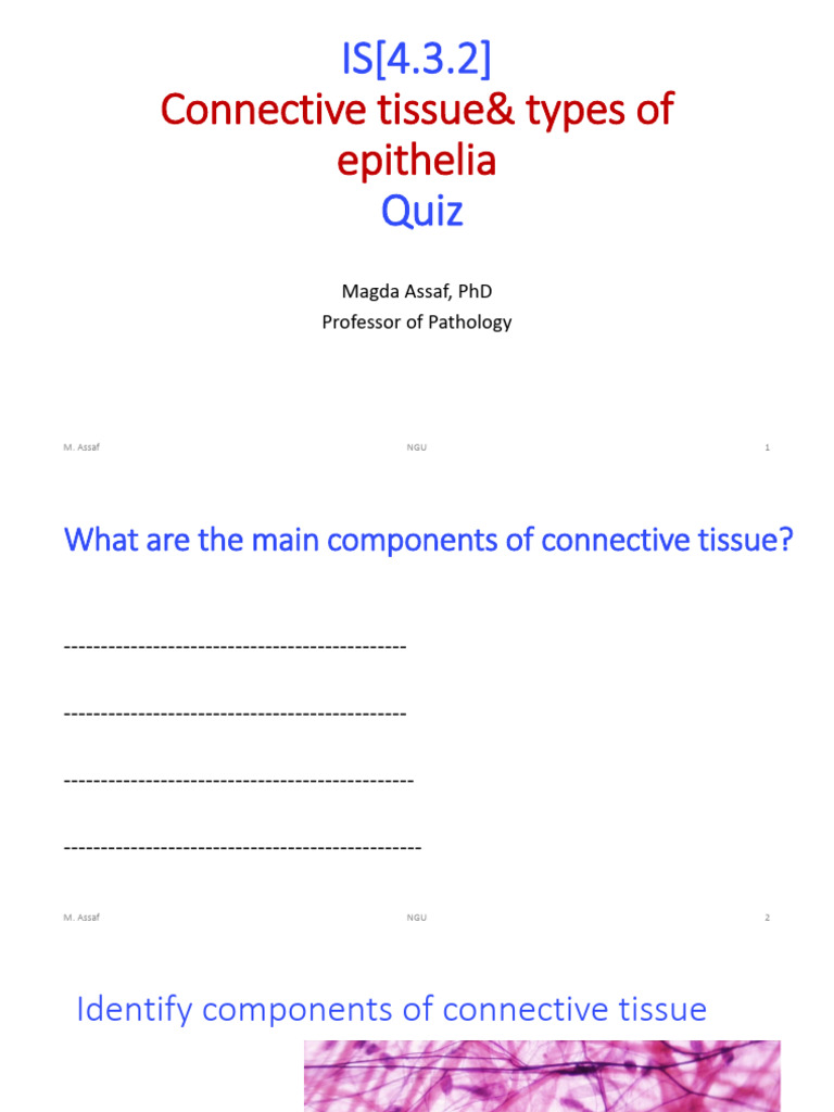Connective Tissue and Epithelia Quiz | PDF | Epithelium | Anatomy