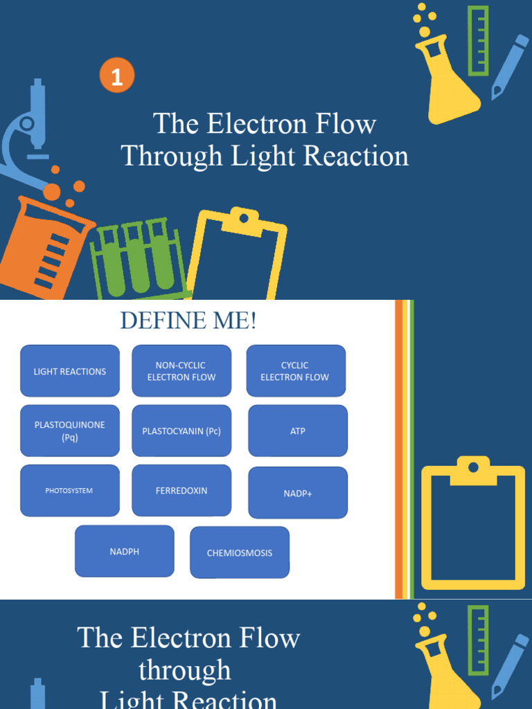 Light Dependent Reactions | PDF | Photosynthesis | Electron Transport Chain