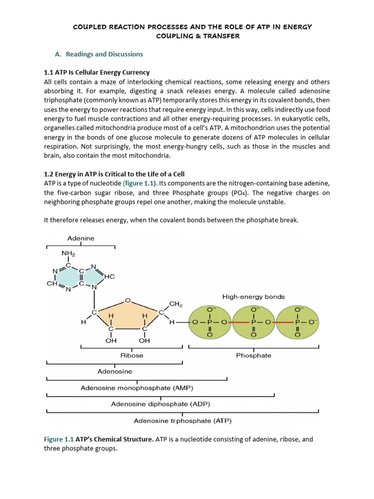 Coupled Reaction Processes And The Role Of Atp In Energy Coupling 1