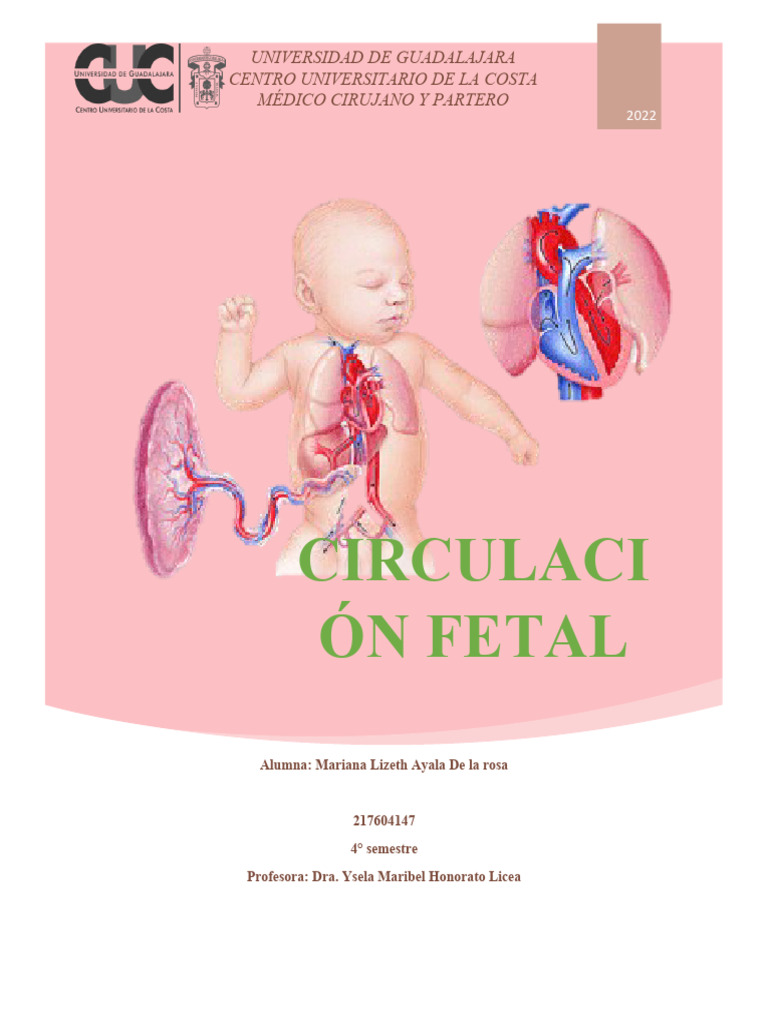 Circulación Fetal y Neonatal | PDF | Feto | Corazón