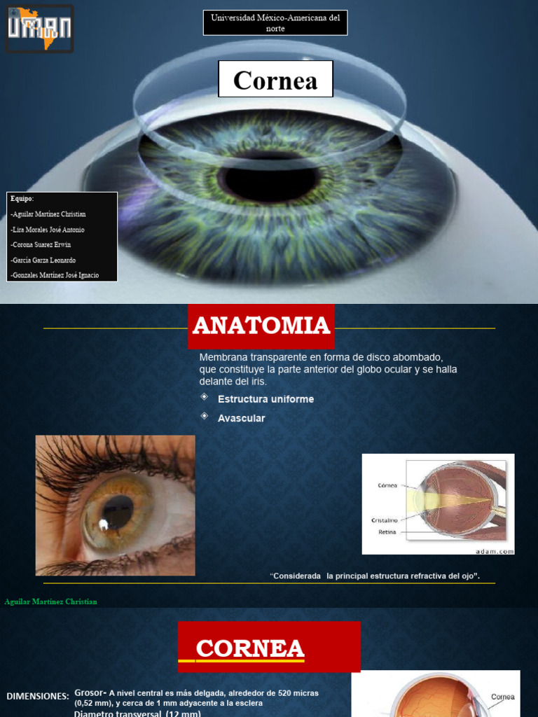 Anatomía y Patología de la Córnea | PDF | Córnea | Medicina