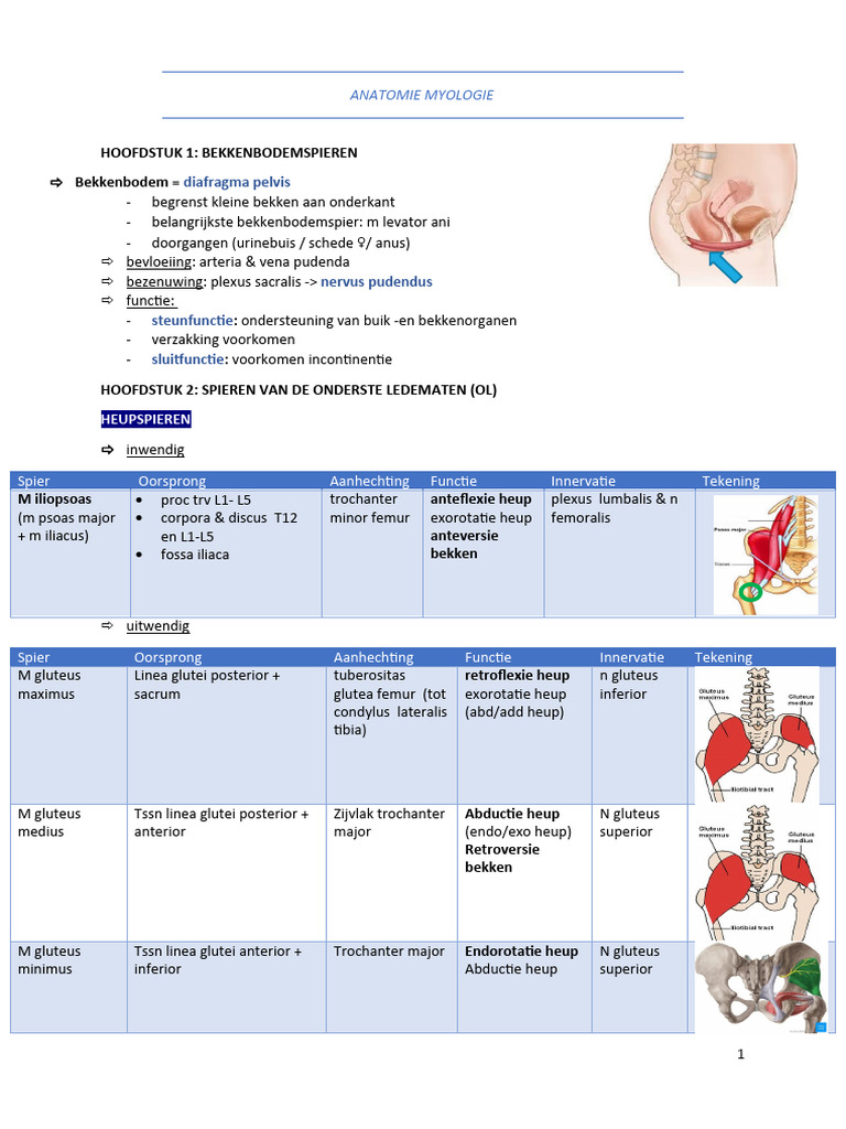 Anatomie Myologie | PDF