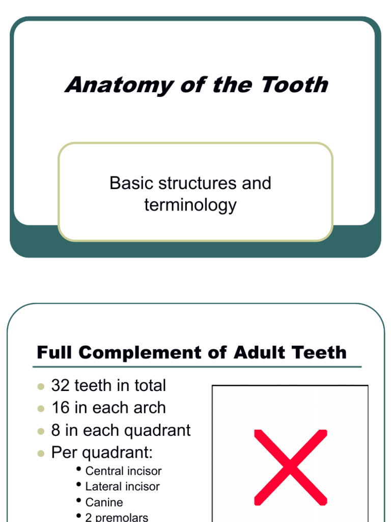 Oral Anatomy ALL PDFS | PDF | Dental Anatomy | Tooth