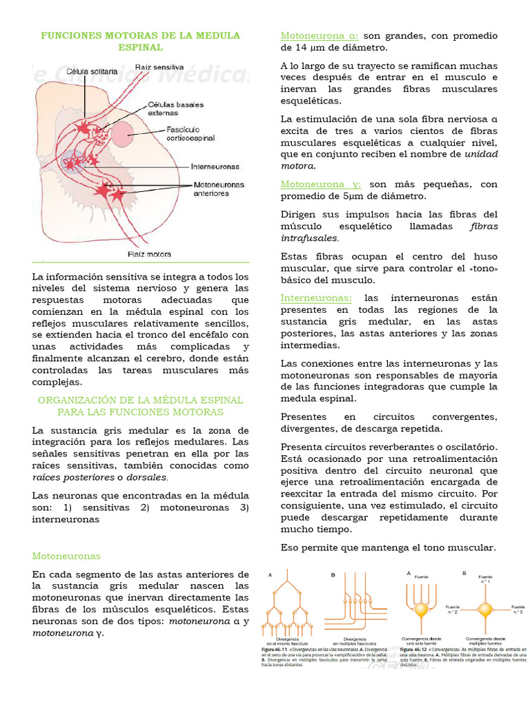 Funciones Motoras de La Medula Espinal | PDF | Materia gris | Médula espinal