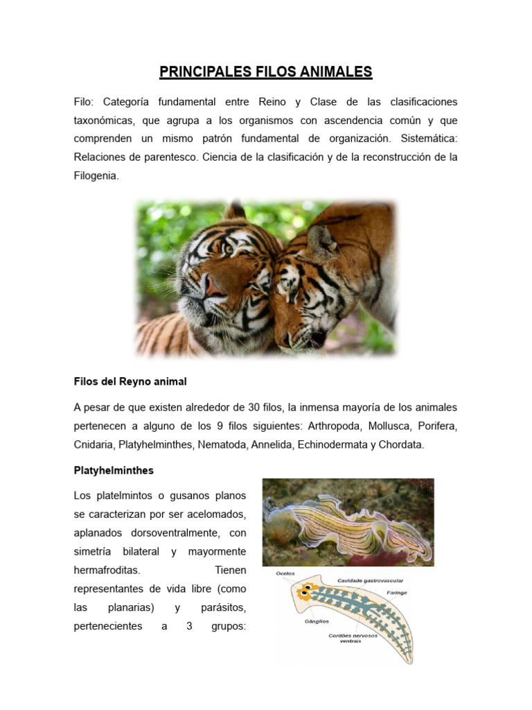 Principales Filos Animales | PDF