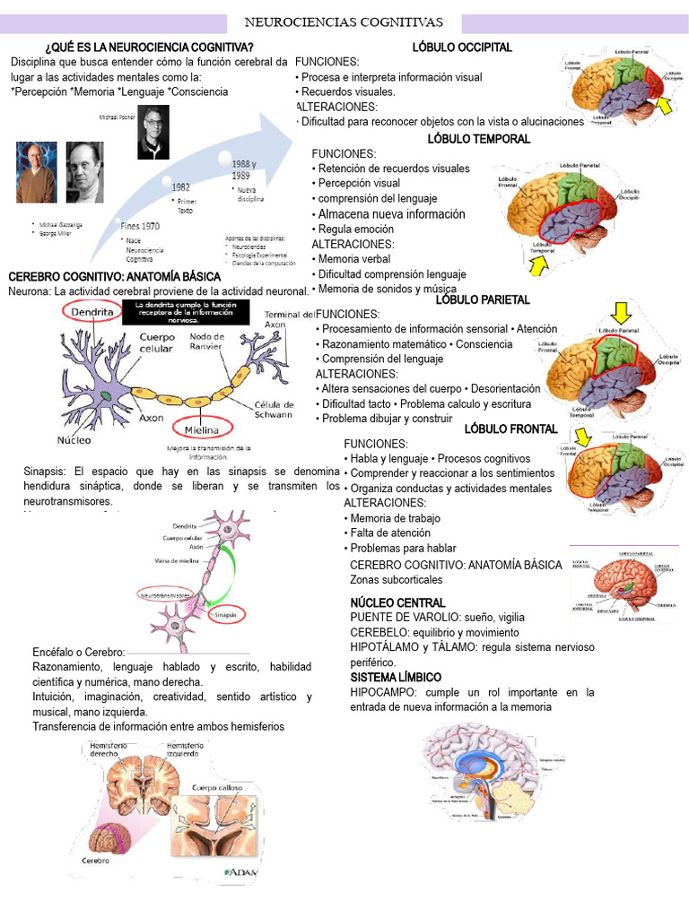 Módulo 2 - Neurociencias Cognitivas | PDF | Cerebro | Memoria