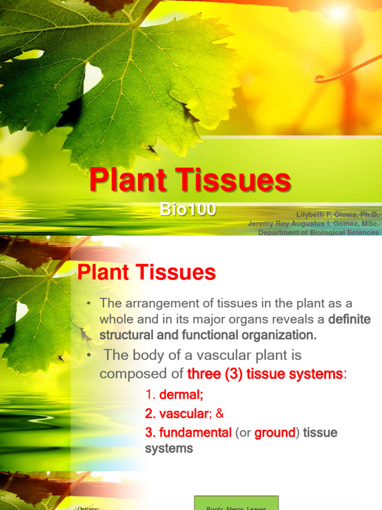 Lecture 3 - Plant Tissues | PDF | Tissue (Biology) | Plant Stem