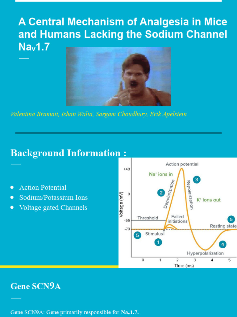 A Central Mechanism of Analgesia in Mice and Humans Lacking The Sodium ...