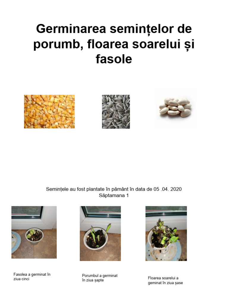 Germinarea Semințelor de Porumb | PDF