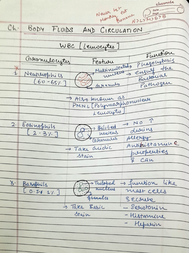 Blood Circulation Pdf
