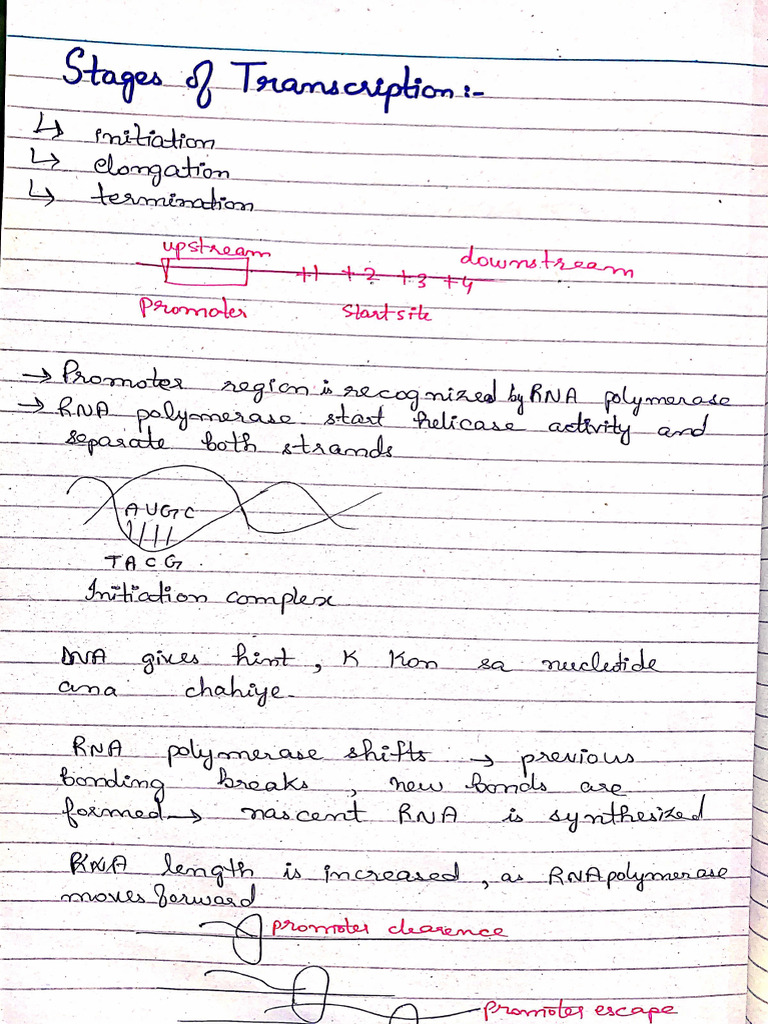 Molecular Biology Handwrittern Notes DNA Translation | PDF