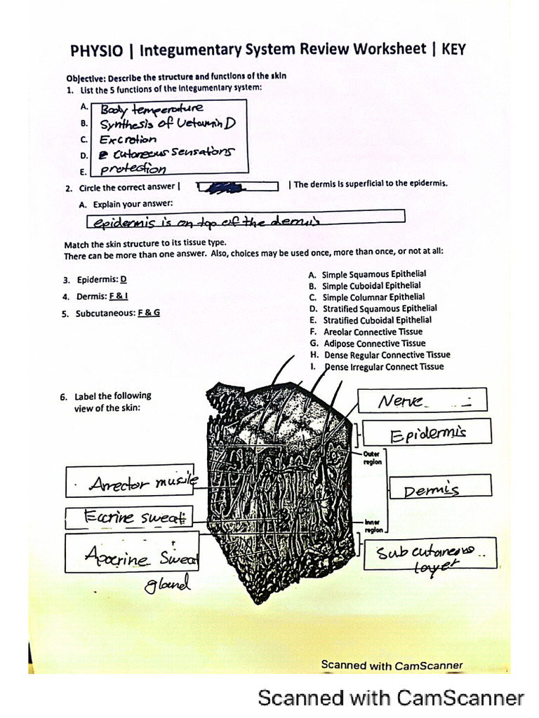 Integumentary_System_review_worksheet | PDF