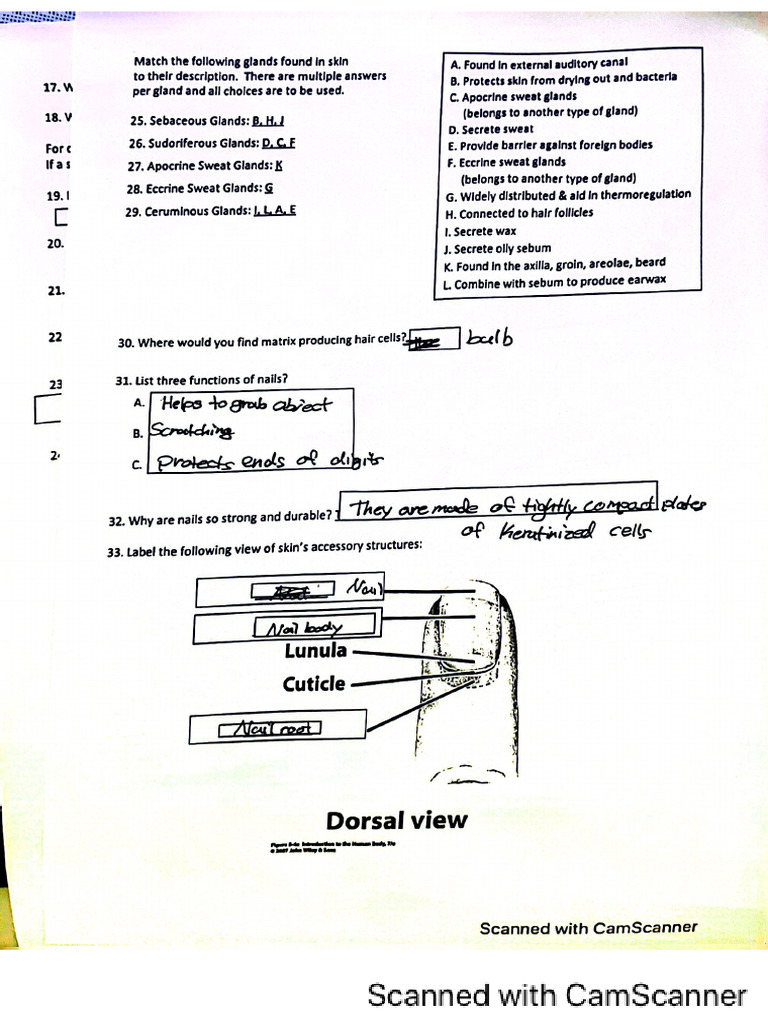 Chapter 4 Integumentary System | PDF