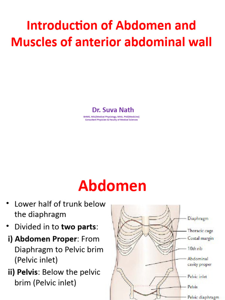 Abdominal Muscles - Anatomy | PDF | Abdomen | Pelvis