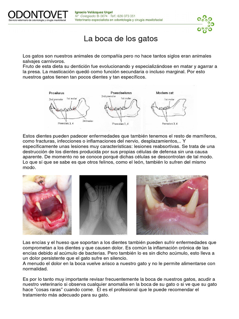 La Boca de Los Gatos | PDF | Ciencia y matemática