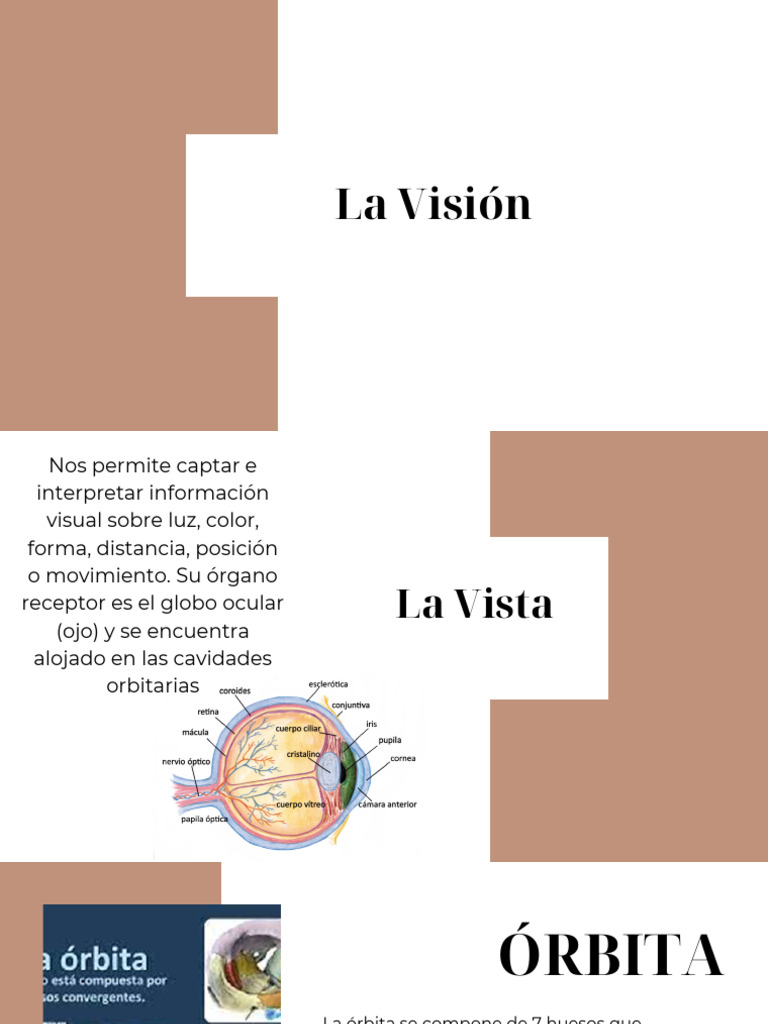 Anatomía y Función del Ojo Humano | PDF | Ojo humano | Percepción visual
